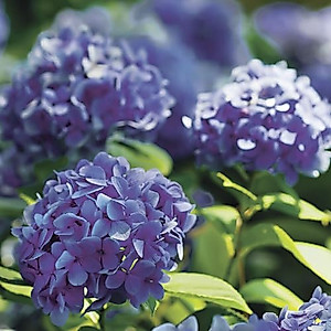 Village Candle Hydrangea Large Glass Apothecary Jar Scented Candle, 21.25 oz, Blue