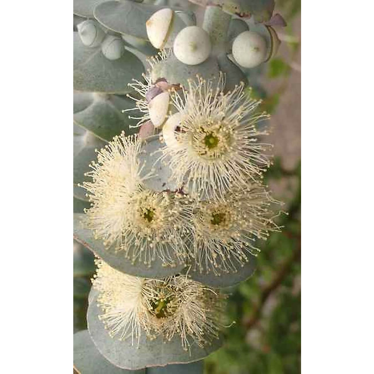 10 Baby Blue Seeds, Silver Leaved Mountain Gum, Powdered Gum, Mountain Silver Seeds - 10 Seeds (Eucalyptus pulverulenta) - Pack of 10 Rare and Viable Seeds - QO Seeds