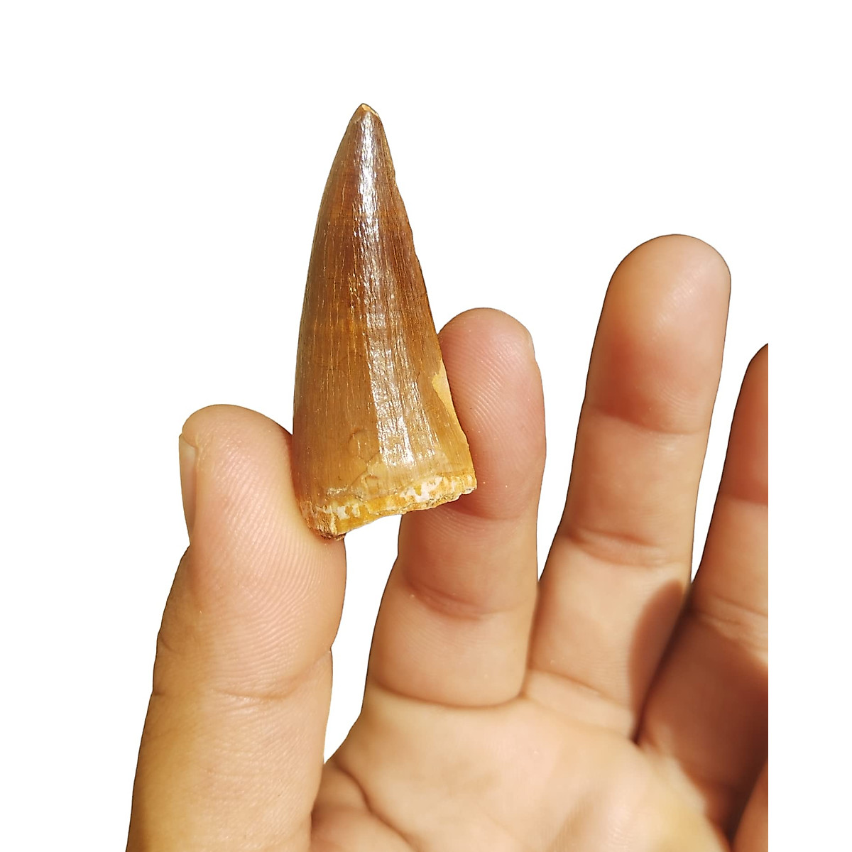 Real Mosasaur Tooth Fossil Dinosaur Tooth Fossil Dinosaur Fang