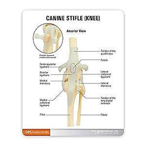 GPI Anatomicals - Canine Knee Model, Normal Knee Joint Replica for Canine Anatomy and Physiology Education, Anatomy Model for Veterinarian’s Offices and Classrooms, Medical Study Supplies