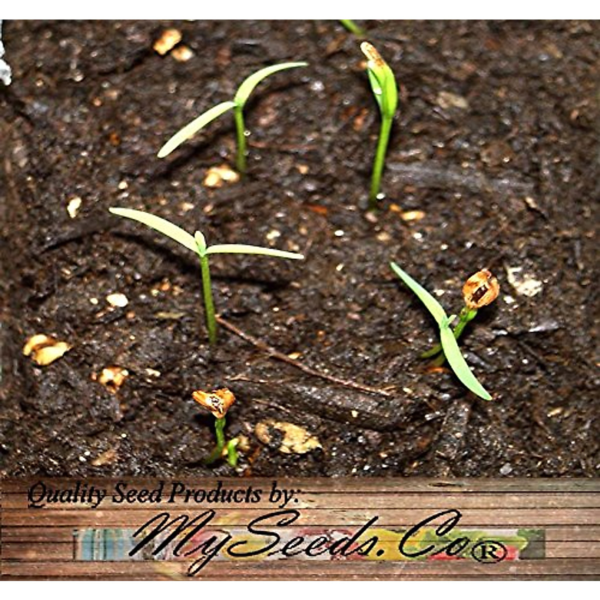 Big Pack - (1,000) Dawn Redwood Tree Seeds - Metasequoia glyptostroboides - by MySeeds.Co (Big Pack - Dawn Redwood)