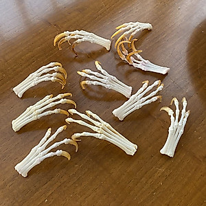 10pcs Real Skull Red Fox, Silver Fox, Cross Fox feet Articulated Bones Claws Paws Taxidermy &