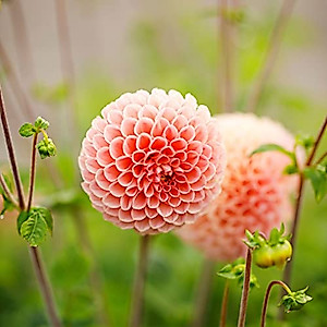 Dahlia Bulbs (Ball) - Linda's Baby - 8 Bulbs - Pink/Orange Flower Bulbs, Tuber Attracts Bees, Attracts Butterflies, Attracts Pollinators, Easy to Grow & Maintain, Fast Growing, Cut Flower Garden