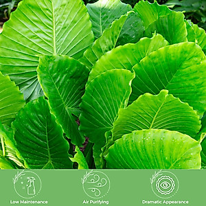 American Plant Exchange Alocasia California Elephant Ear, 10-Inch Pot, Large Live Indoor Plant, Green Wavy Foliage