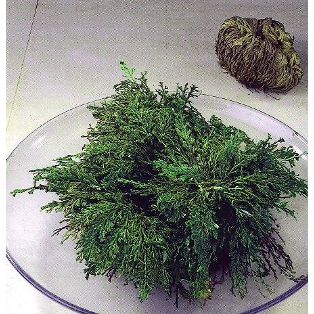 Rose of Jericho Resurrection Fern - Polypodium - Dinosaur Fern/Miracle Air Fern