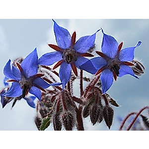 Borage Seeds - Starflower - Heirloom Non-GMO Herb Seeds for Planting an Herb Garden - 100 Seeds - Borago Officinalis - by RDR Seeds