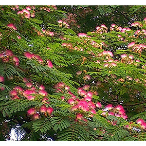 20+ Pink Albizia Julibrissin Tree Flowers Seeds Acacia Mimosa Home Bonsai