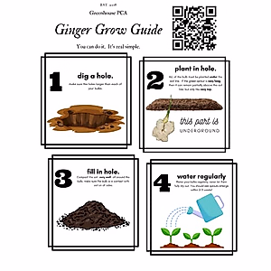 10 Live Sprouted Rhizomes of Heirloom Peruvian Ginger (Zingiber officinale) for Growing and Eating by Greenhouse PCA