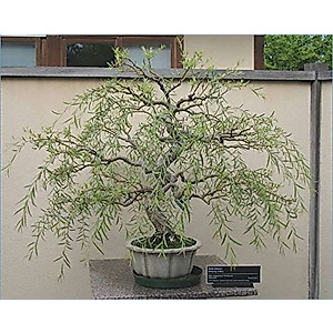 Bonsai Willow Tree Bundle - 3 Large Trunk Bonsai Tree Cuts - Get one Each Weeping, Australian, Dragon - Ready to Plant - Indoor/Outdoor Bonsai Tree's