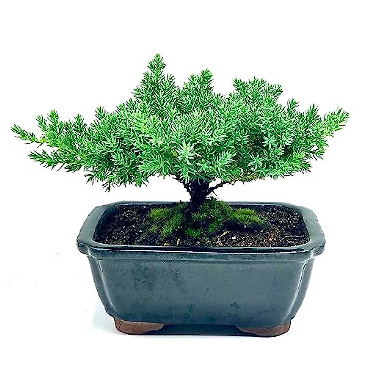 Live Dwarf Juniper Bonsai Tree | Indoor/Outdoor | 100% Handcrafted| Home and Office Décor | Best Gift for Holiday