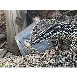 Josh's Frogs 1" Large Adult Banded Crickets (250 Count)