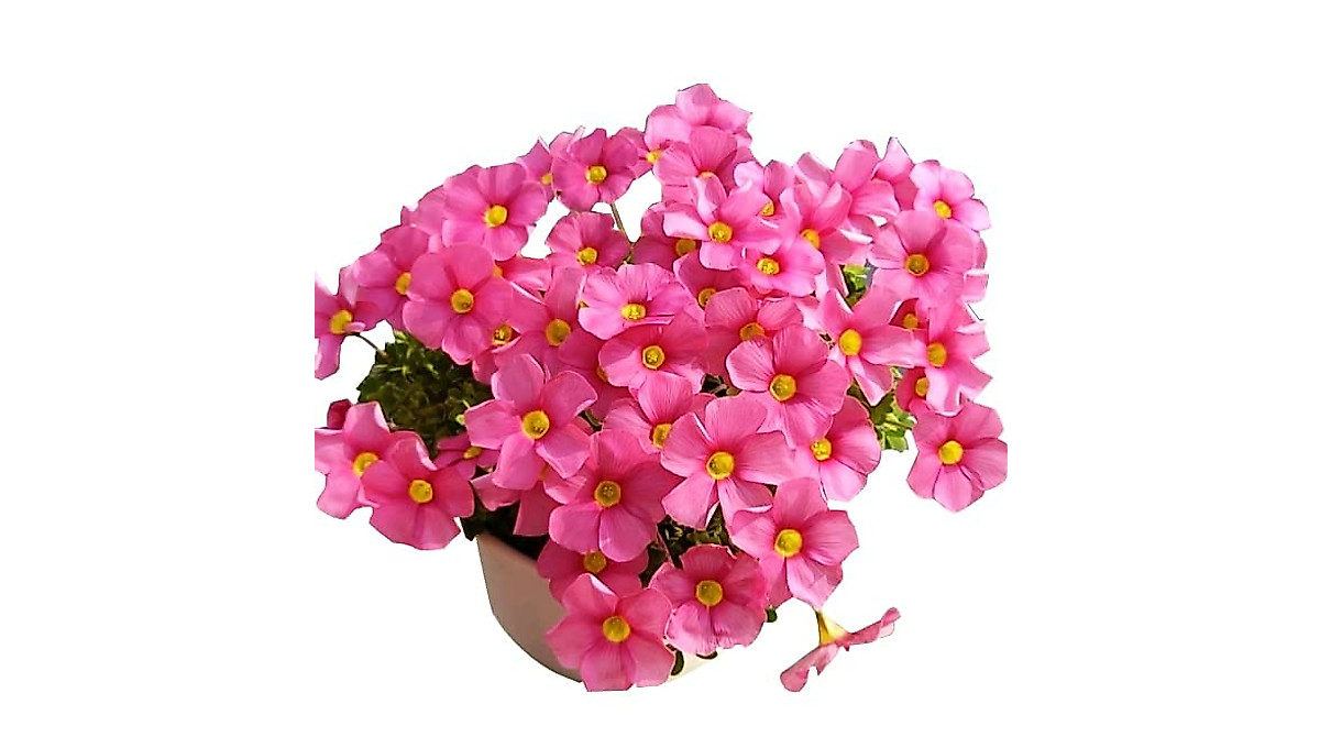 Oxalis Iron Rubra Bulbs: Easy Good Luck Plant for Indoors/Outdoors