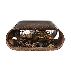 RESCUE! Spider Traps – Catches Brown Recluse, Hobo Spiders, Black Widows & Wolf Spiders - 3 Pack (9 Traps)