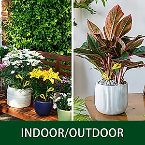 60PCS Yellow Sticky Traps for Gnats Fungus Gnat Traps for House Indoor Fruit Fly Traps for Indoor/Outdoor Catcher for Whiteflies Mosquitoes Thrips Aphids. Stake Holders Included Dual-Sided