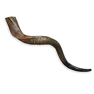22"-24" Half Polished Half Natural Kudu Horn Shofar Kosher Israel Tradition