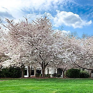 Yoshino Cherry Tree Live Plant , 2-3' Tall, Beautiful Spring Blooms Cherry Live Plant, Fast Growing, NO Ship to CA, HI, AZ