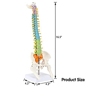 MIIRR Mini Color Spine Anatomy Model, 16.5" Human Spine Model with Spinal Nerves, Intervertebral Discs, Pelvis Model, Great for Learning, Teaching, Displaying