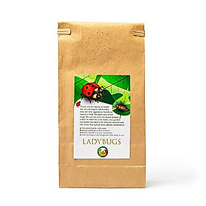 Gardner Time Live Ladybugs - Good Bugs for Garden - Ladybugs - Pre-Fed Hippodamia Convergens - Live Ladybugs - for Aphid Control and Other Insects - Guaranteed Live Delivery (1500)