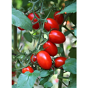 300+ Roma Tomato Seeds - Heirloom Non-GMO USA Grown Premium Seeds for Planting by RDR Seeds