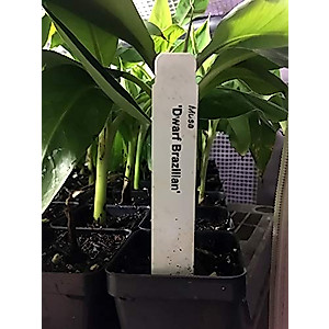 Dwarf Apple Banana - Live Plant - Dwarf Brazillian Banana - Dwarf Hawaiian Apple Banana