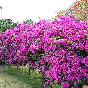 QAUZUY GARDEN 100 Purple Bougainvillea Seeds, Paperflower, Attract Pollinators, Fast-Growing Perennial Flowering Shrub Bush Tree Plant, Striking Showy Accent