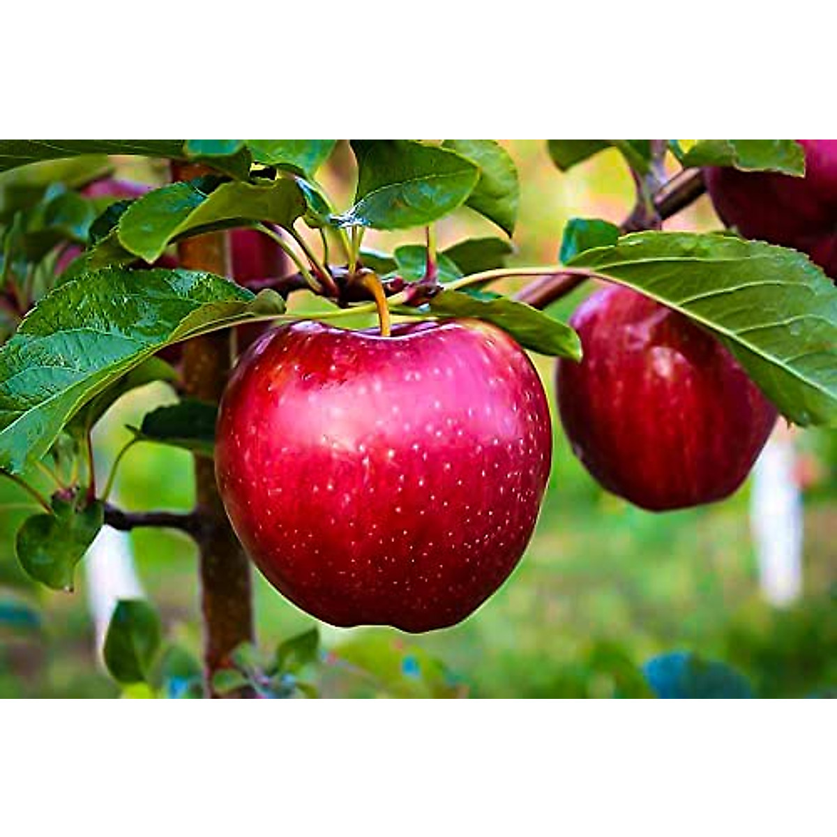 Fuji Apple Tree Live Plant Fruit Tree 1Ft to 2Ft Tall Planting Ornaments Perennial Garden Simple to Grow Pots Gifts
