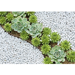 800+ Mix Succulent Seeds Rare Perennial DIY Bonsai Ornamental Plant Succulent Seeds for Planting Indoor and Outdoor