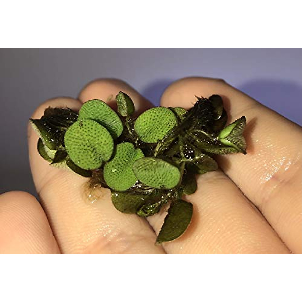 50 Water Spangles (Salvinia Minima) Live Floating Plants for Aquarium or Pond by TMDFishKeeping