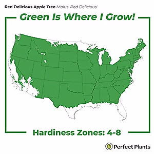 PERFECT PLANTS Red Delicious Apple Tree 1 Gallon | Live Fruit Trees for Outdoor Planting | Fast Growth Rate Produces Fruit in Year 2-3 | Sweet & Healthy Red Apples for Home Gardening