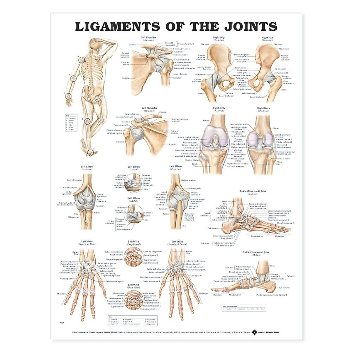 Ligaments of the Joints Anatomical Chart
