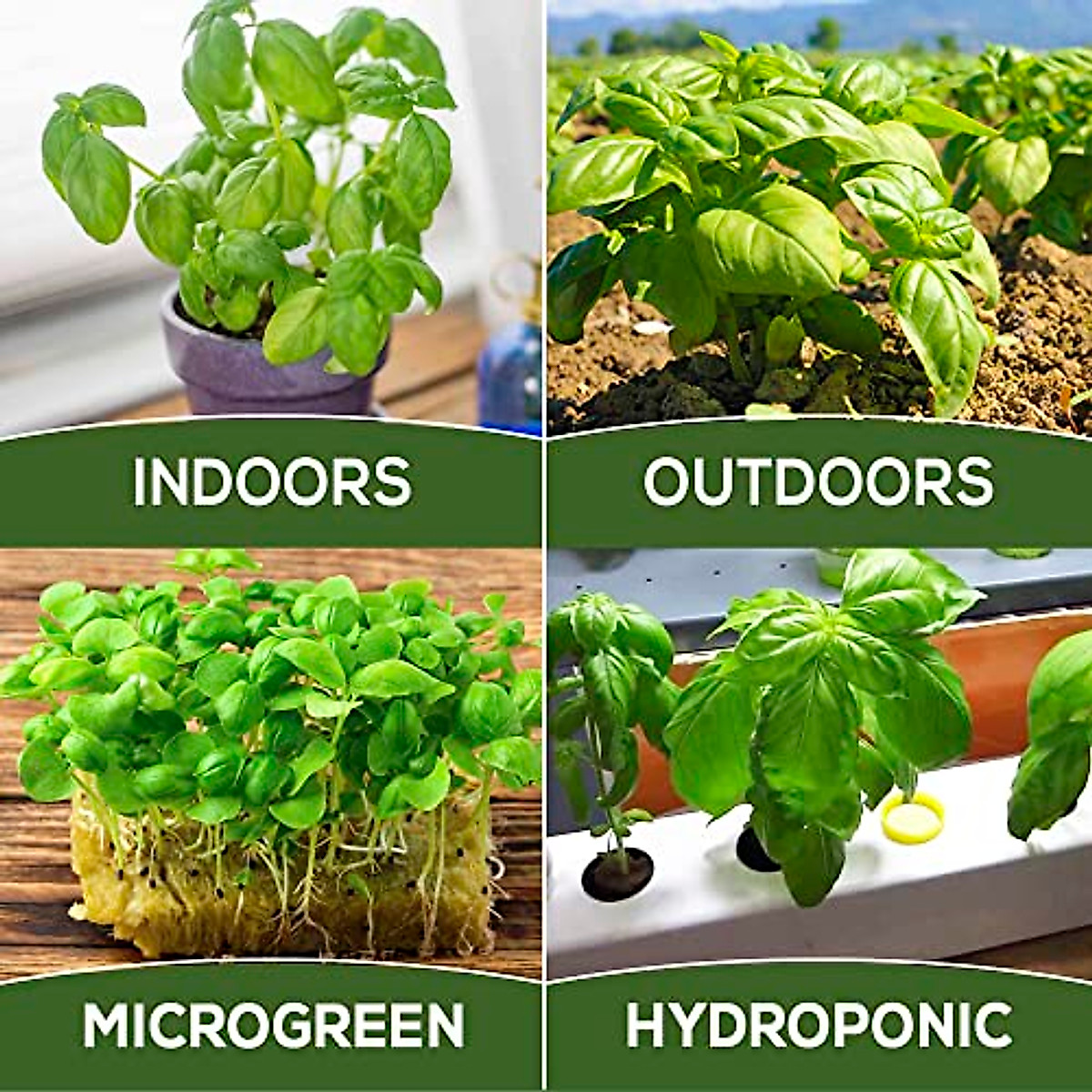 Basil Seeds for Planting Home Garden Herbs - Individual Pack of 550+ Heirloom Seeds, Suitable for Outdoors, Indoors, and Hydroponics - Non-GMO, Non-Hybrid, Untreated, and USA Grown Variety