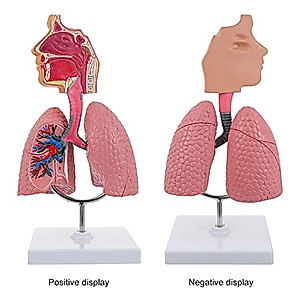 VILLCASE Human Nasal Cavity Throat Anatomy Model, Human Lung Model, Respiratory System Lung Model Teaching Tool, for Students Study Display Teaching Model