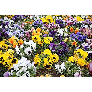 Canon DSLR camera EOS 5D Mark III body EOS5DMK3 [International Version, No Warranty]