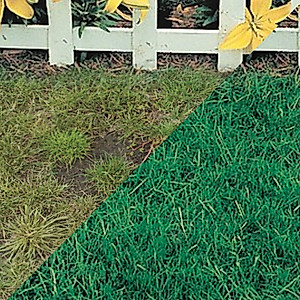 Canada Green Grass Lawn Seed - 4 Pound Bag Grows Healthy Rich Green Fast Growing Grass Lawn Seed Plants Yard Garden