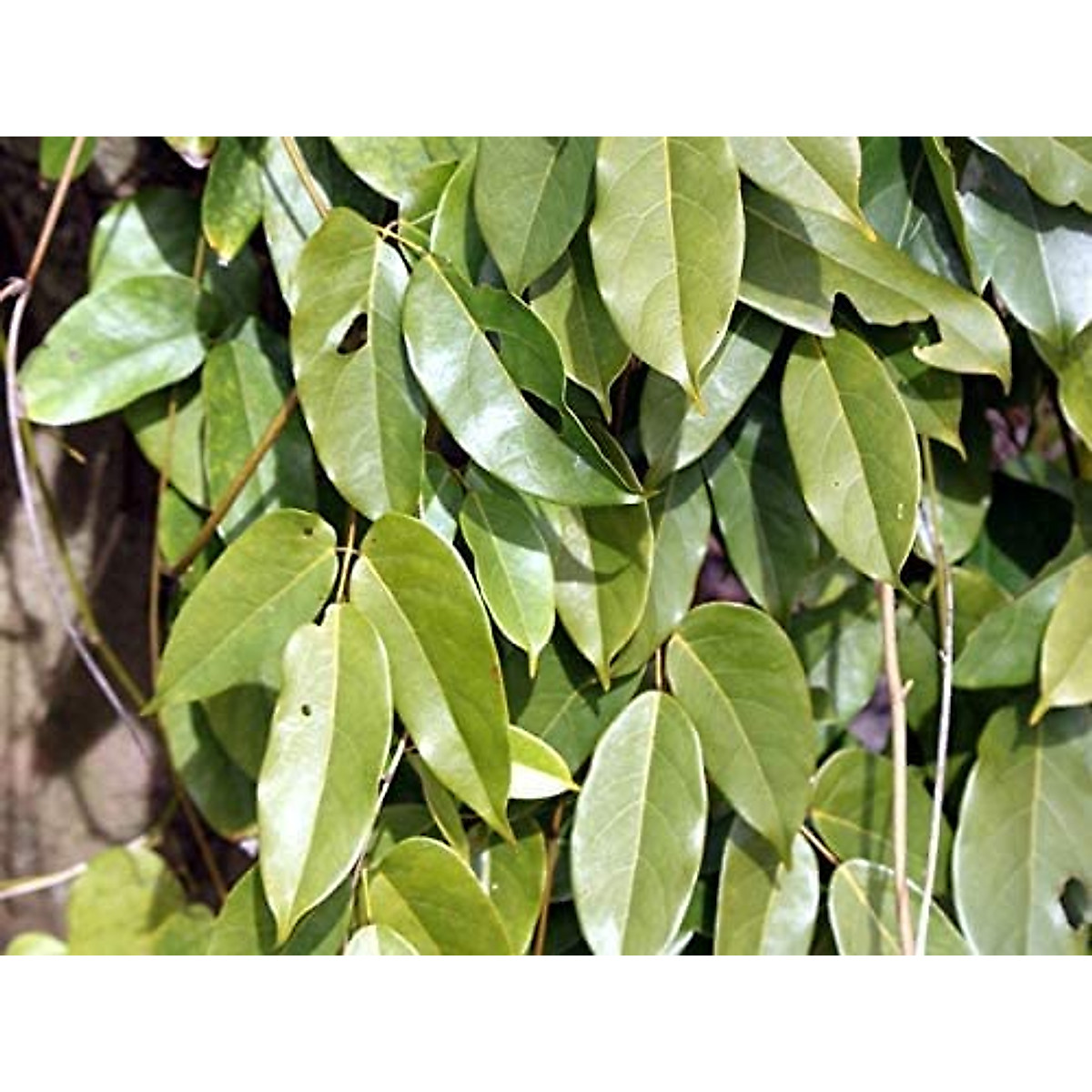 Climbing Jade Vine Seeds to Plant - 4 Big Healthy Seeds - Mucuna Sempervirens Seeds to Grow - Rare