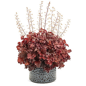 Proven Winners HEUPWP2147800 Dolce Cherry Truffles Coral Bells Live Plant, 4.5 in. Quart, Red Foliage