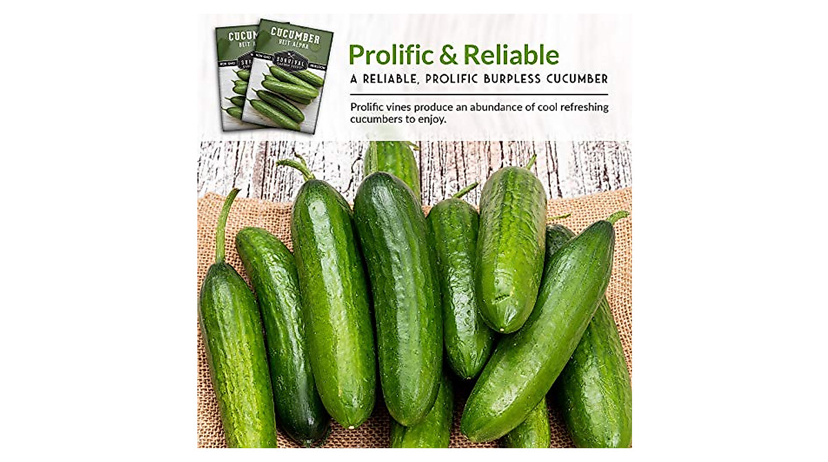 Survival Garden Seeds - Beit Alpha Cucumber Seed for Planting - Pack ...