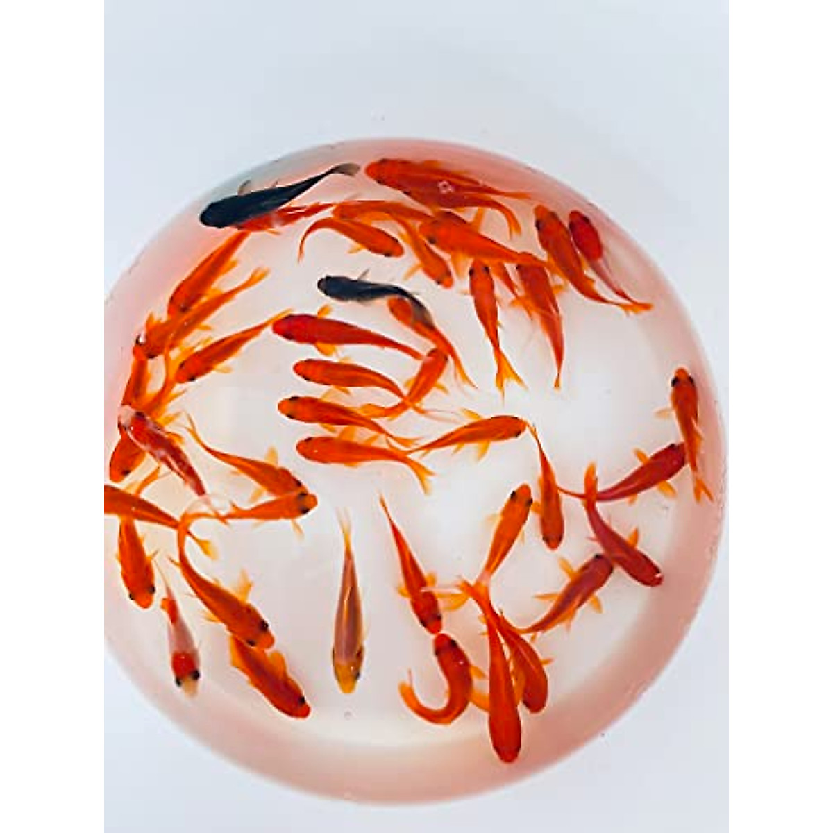 Toledo Goldfish Live Comet Common Feeder Goldfish for Ponds, Aquariums or Tanks – USA Born and Raised – Live Arrival Guarantee – 0.75 to 1.5 inches, 10 Fish