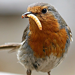 JackSuper Fresh Dried Mealworms Bulk High-Protein Mealworms Treats for Reptile, Bird, Chicken, Fish Food (280g)