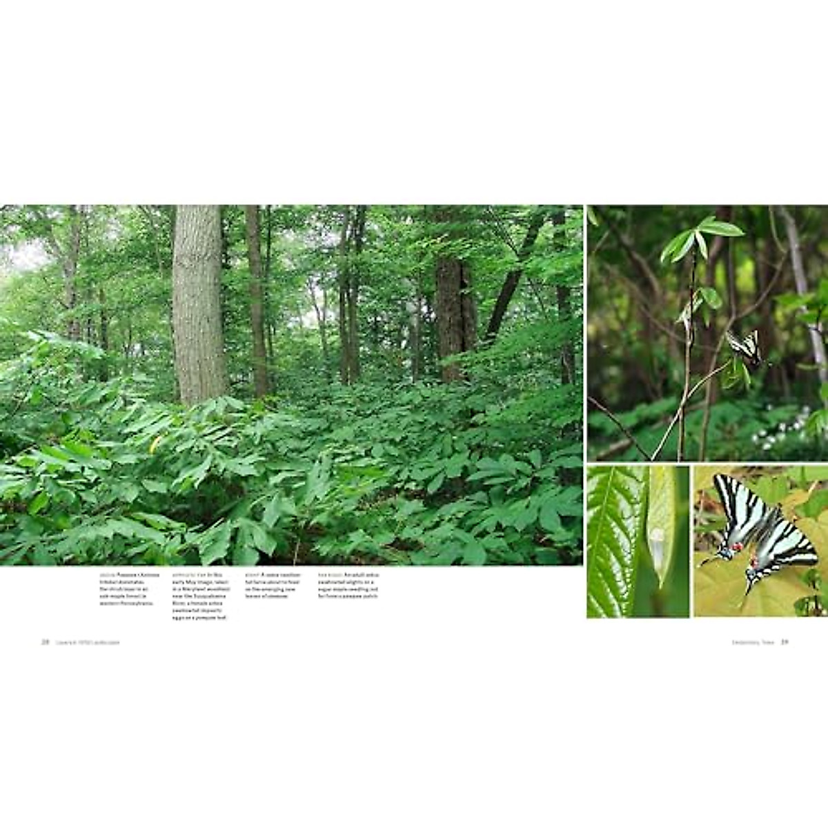 The Living Landscape: Designing for Beauty and Biodiversity in the Home Garden