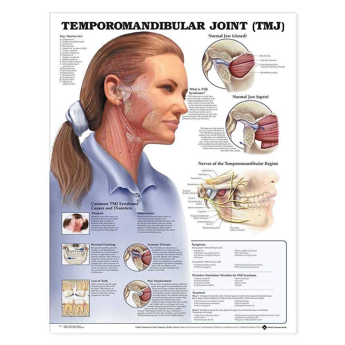 Temporomandibular Joint (TMJ) Anatomical Chart