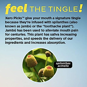 Xero Picks Tea Tree - Infused Flavored Toothpicks For Long Lasting Fresh Breath & Dry Mouth Prevention - 60 Picks - 3 Pack - Citrus