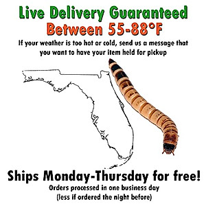 Superworm 300 Live Superworms (Large)-Bulk and Organic from FL