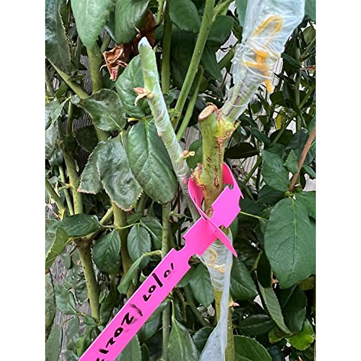 HAINANSTRY Grafting Tape 2 PCS, Stretchable Garden Grafting Tape Plants Repair Tapes for Floral Fruit Tree and Poly Budding Tape - Green & White