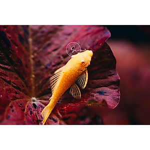 Swimming Creatures 2 Albino Pleco Shortfin (L144 Hypancistrus sp. 3-5cm) - Live Aquarium Fish