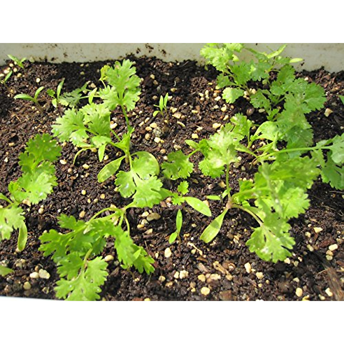 200 Premium Organic Cilantro - Chinese Parsley - Coriander - Ngo Ri Seeds by Happy Seeds & Garden
