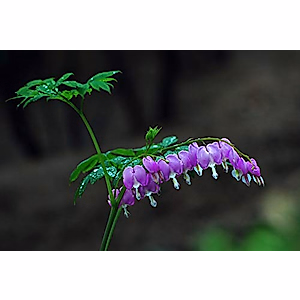 10Pcs Rare Purple Bleeding Heart Seeds Dicentra Spectabilis Flower Seeds