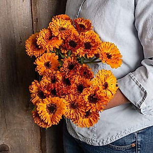 David's Garden Seeds Herb Calendula Orange Button FBA-00085 (Orange) 50 Non-GMO, Open Pollinated Seeds