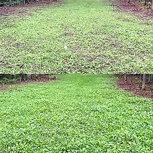 Antler King Jolt Liquid Fertilizer