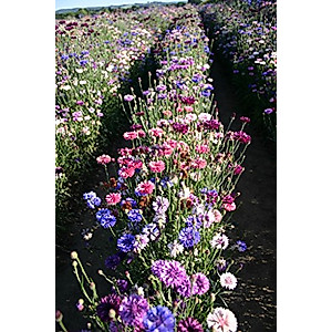 "Dwarf Polka Dot Mix" Bachelor Button Flower Seeds for Planting, 200+ Seeds Per Packet, (Isla's Garden Seeds), Non GMO & Heirloom Seeds, Scientific Name: Centaurea cyanus, Great Home Garden Gift